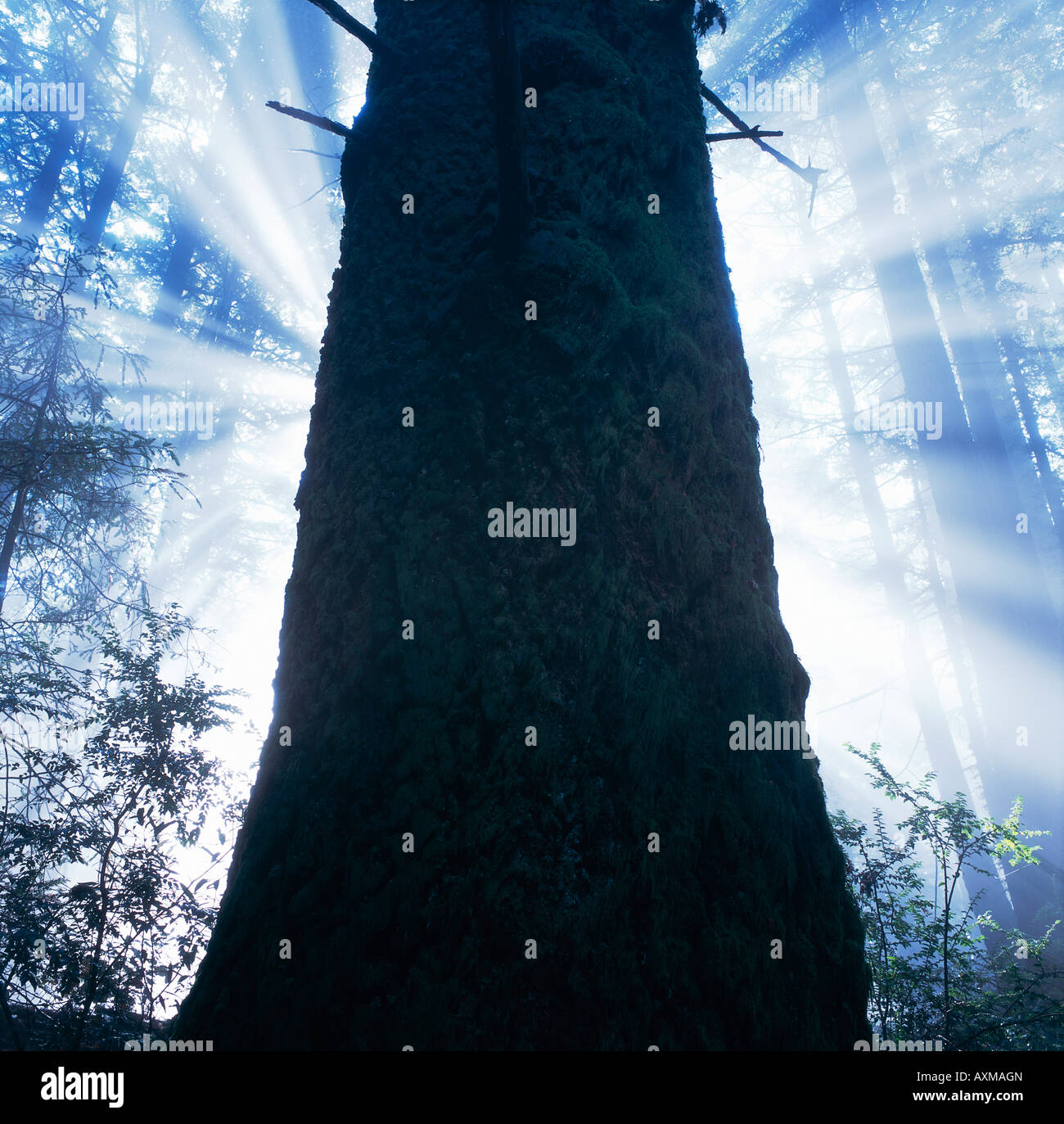 Light rays emanating from behind a tree in a misty forest Stock Photo ...