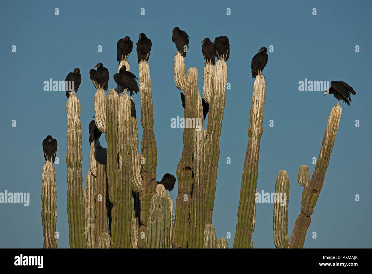 Black vultures sunbathing hi-res stock photography and images - Alamy