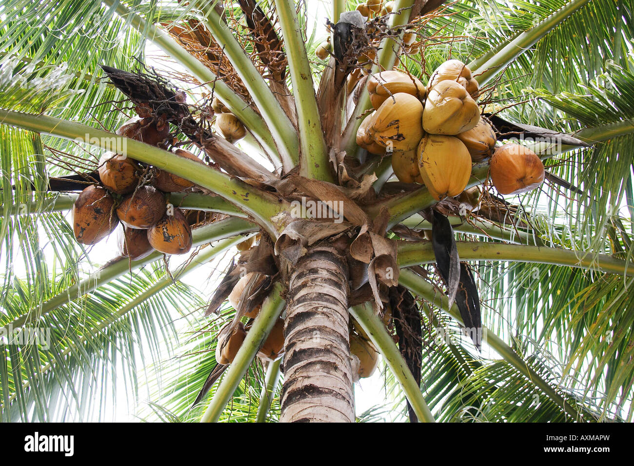 Coconut tree with ripe coconuts in Holguin, Cuba Stock Photo - Alamy