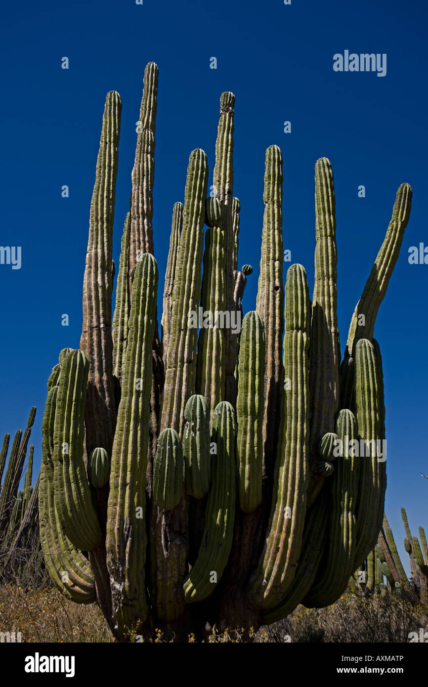 Cacti landscape plant branches multi arm succulent desert latin america ...