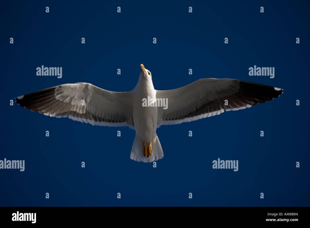 Yellow-footed Gull (Larus livens) - Flying - Sonora Mexico Stock Photo ...