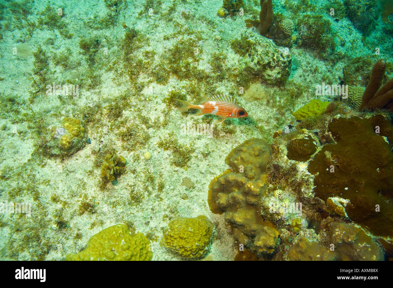 Squirrelfish holocentrus adscensionis fish hi-res stock photography and ...