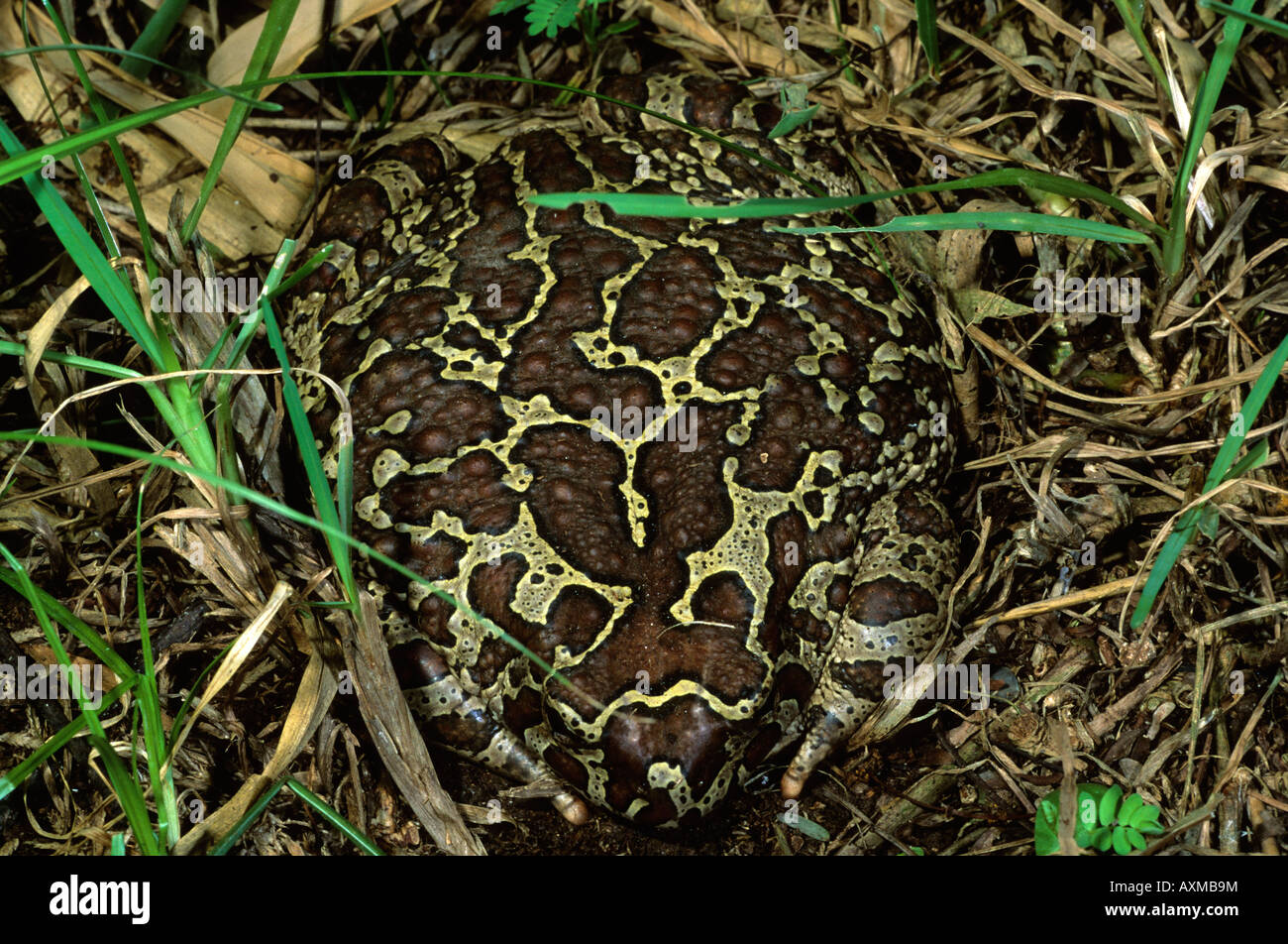Close up of a Mauretanian toad Bufo mauritanicus Morocco Stock Photo ...