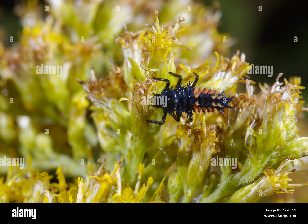 Multicolored Asian Lady Beetle, Harmonia axyridis, larva indetified by ...
