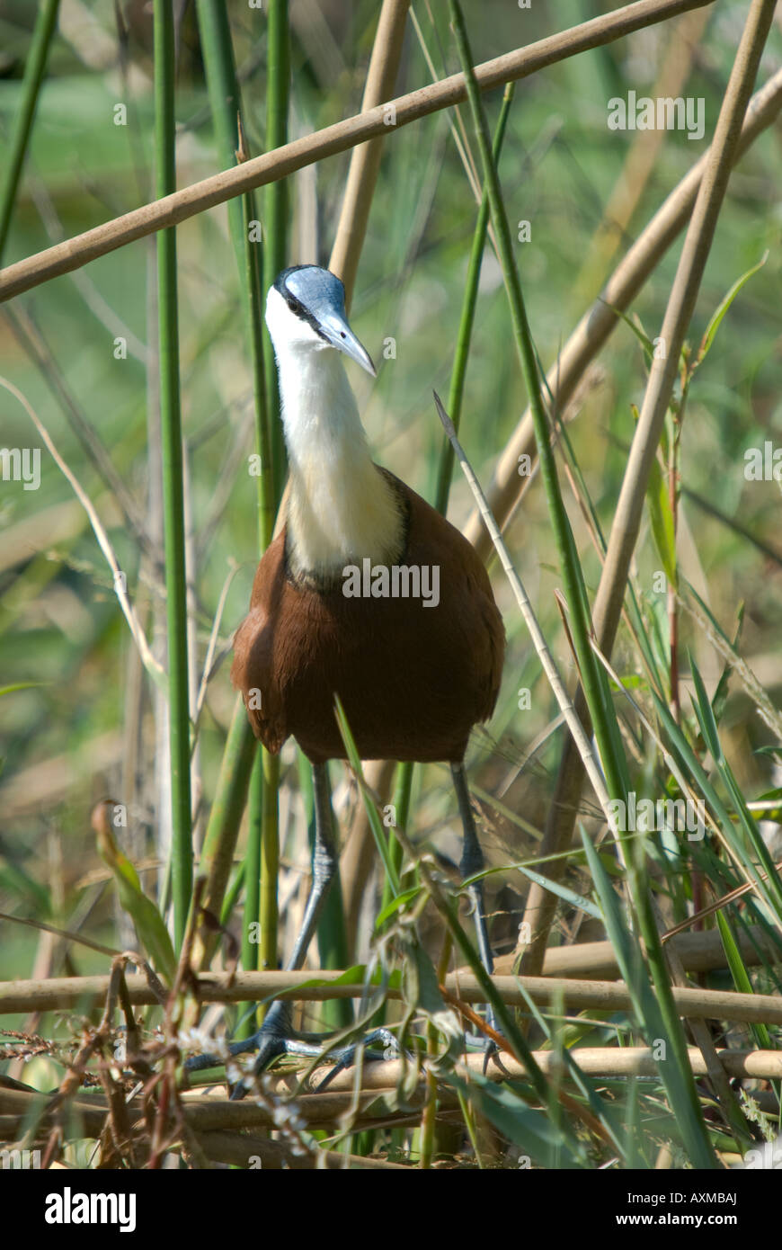 Walking through the reeds hi-res stock photography and images - Alamy