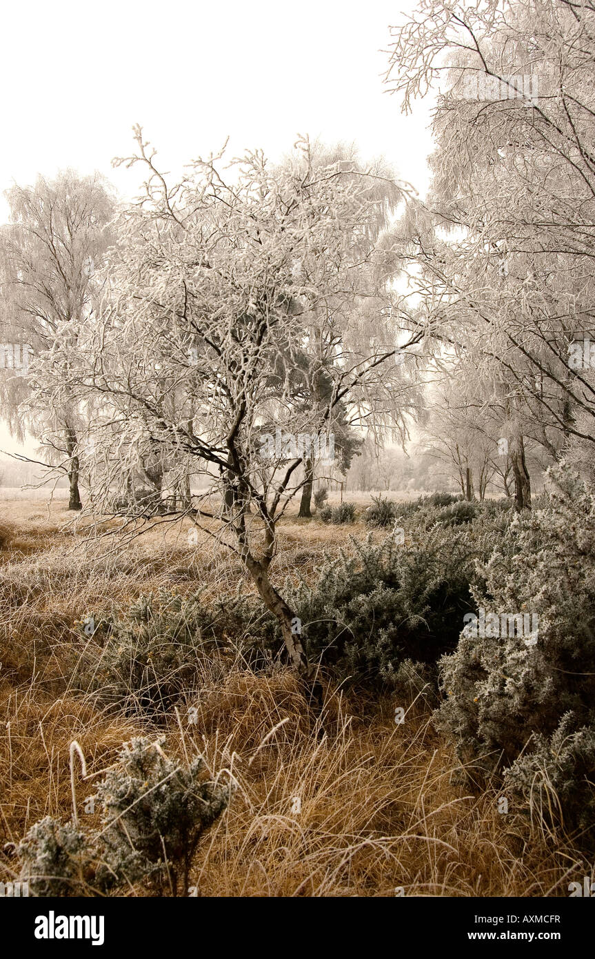 Trees on common covered in frost in winter North Yorkshire England UK ...