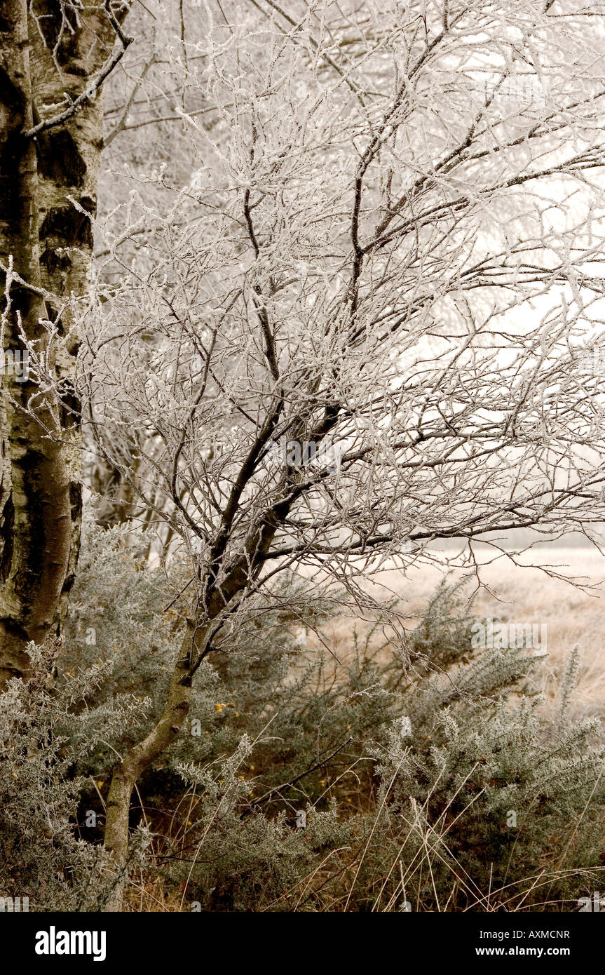 Trees on common covered in frost in winter North Yorkshire England UK ...