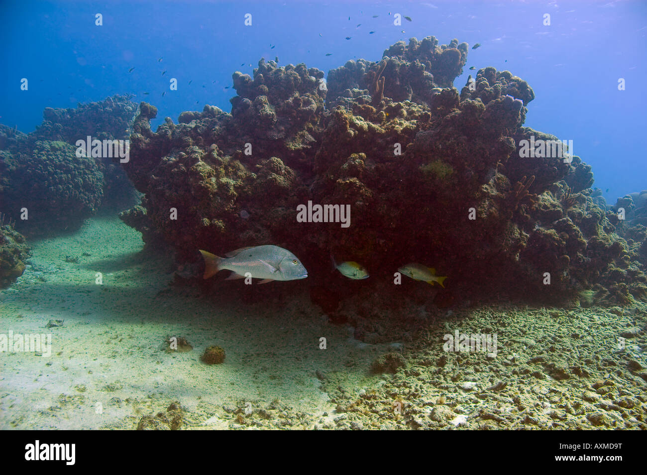 mutton snapper in front of coral reef in caribbean ocean near roatan ...