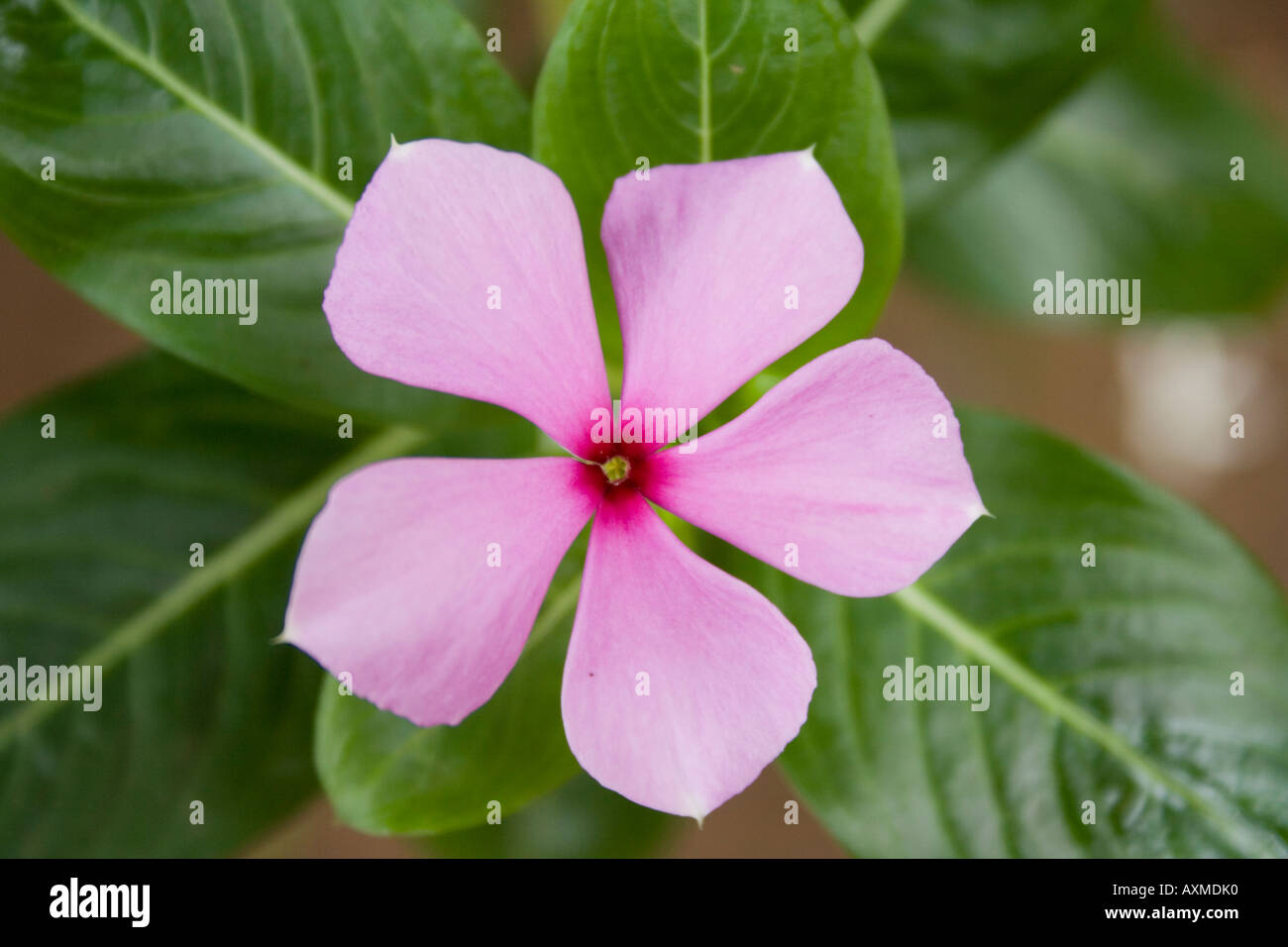 Vinca rosea hi-res stock photography and images - Alamy