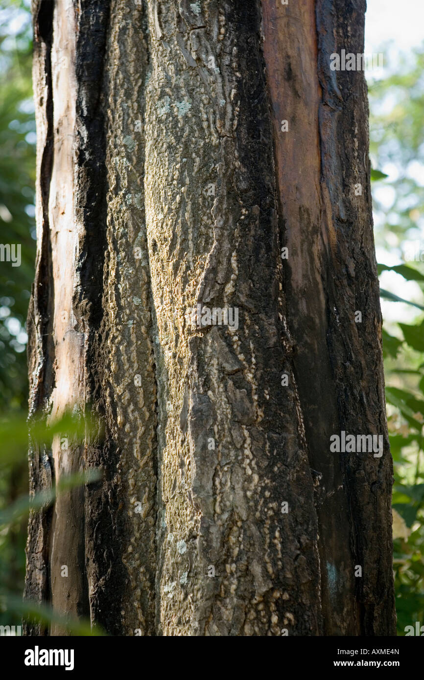 Balsam tree central america hi-res stock photography and images - Alamy