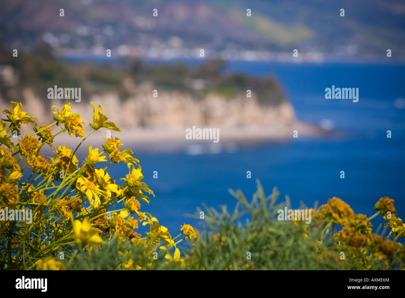 Yellow wildflowers on the cliffs in Malibu California Stock Photo - Alamy