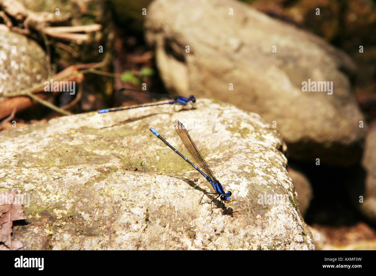 Dragonfly on a river rock Stock Photo - Alamy