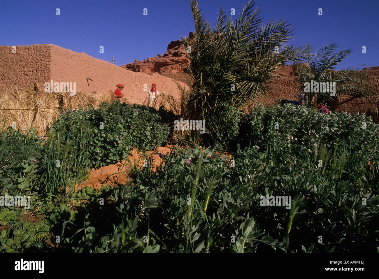 North Africa, Algeria, Sahara Stock Photo - Alamy