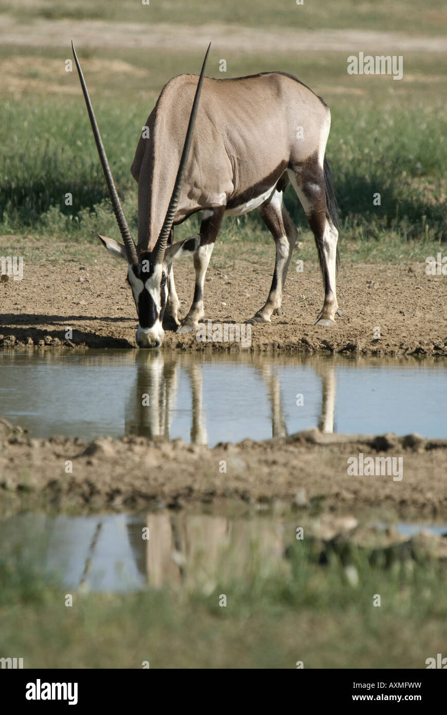 A gemsbok drinking at a waterhole in the Kalahari Stock Photo - Alamy