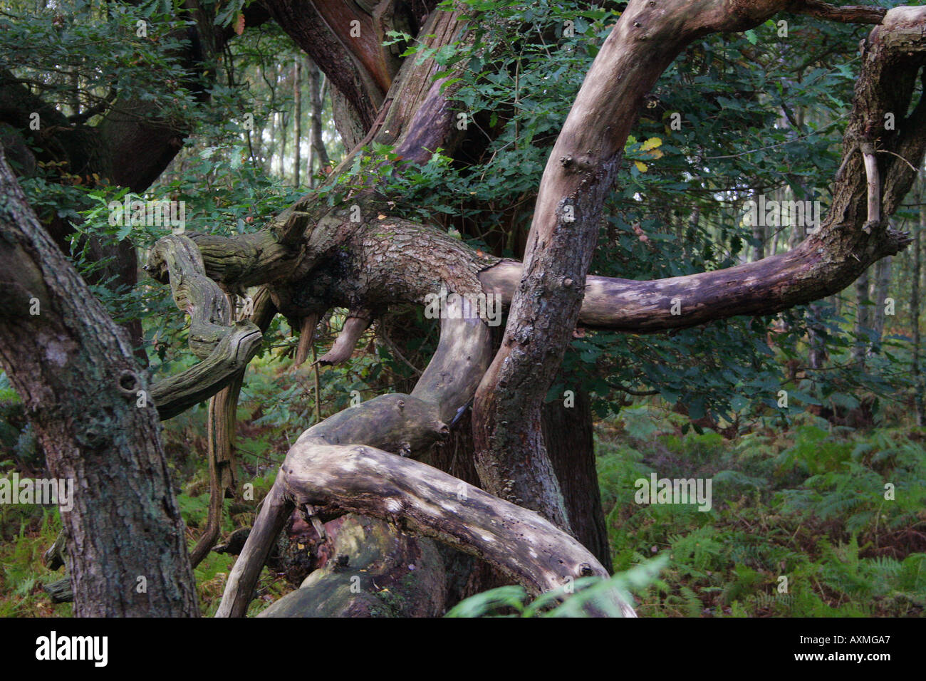 Knurled tree hi-res stock photography and images - Alamy