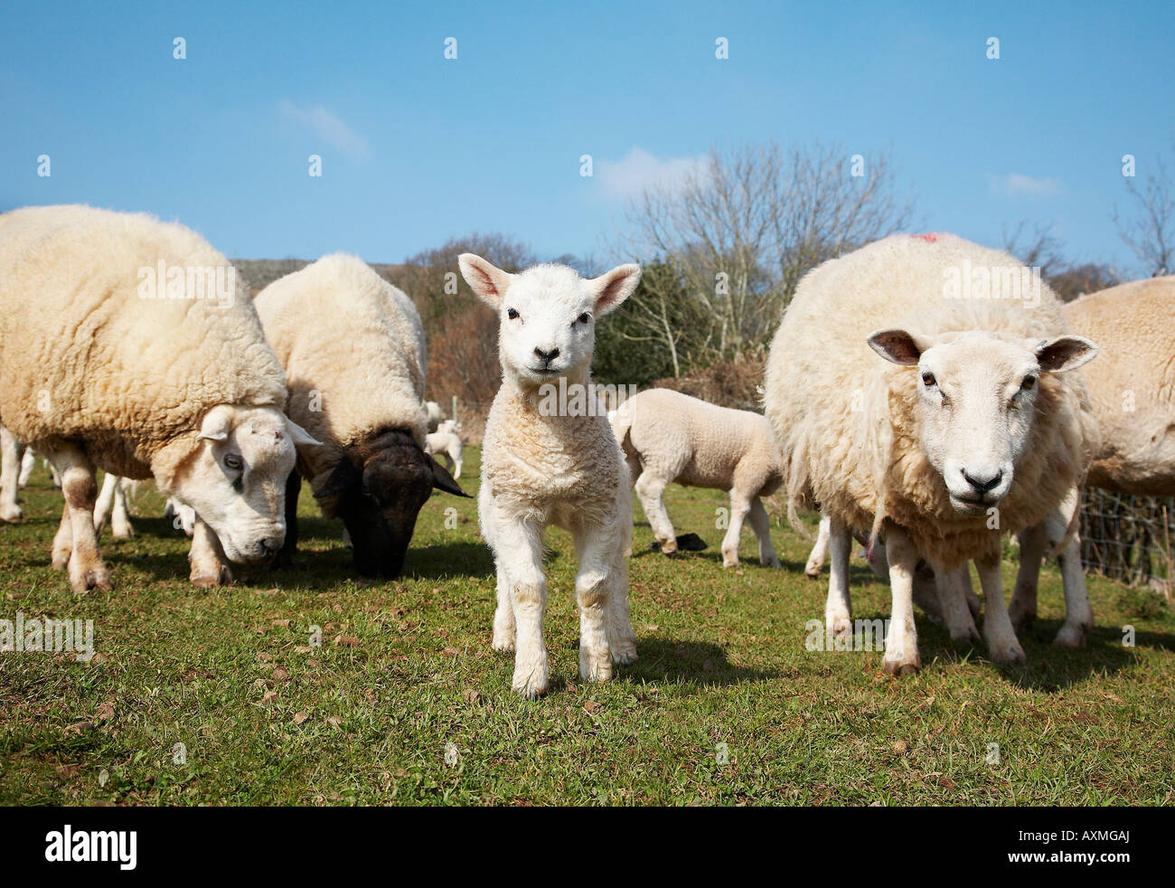 Lleyn sheep hi-res stock photography and images - Alamy