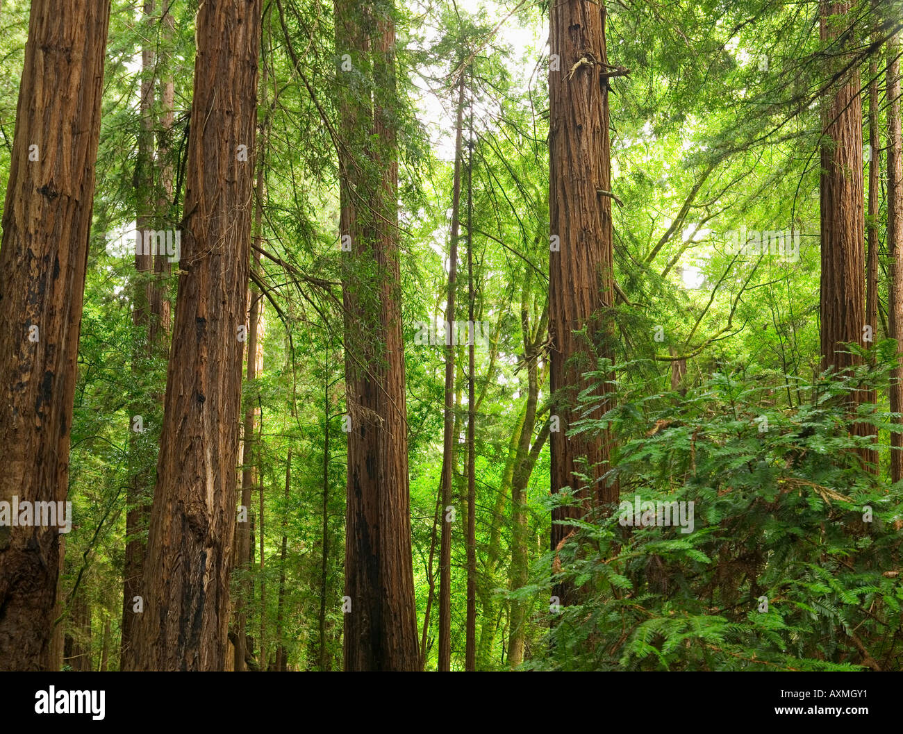Redwoods in Muir Woods National Park California USA Stock Photo - Alamy
