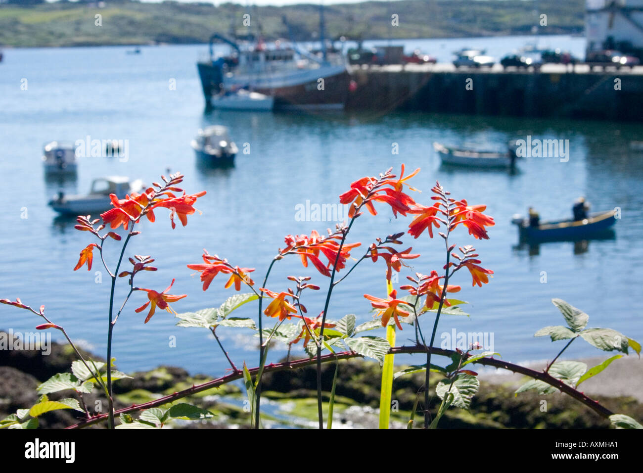The Harbour at Schull West Cork Ireland Stock Photo - Alamy