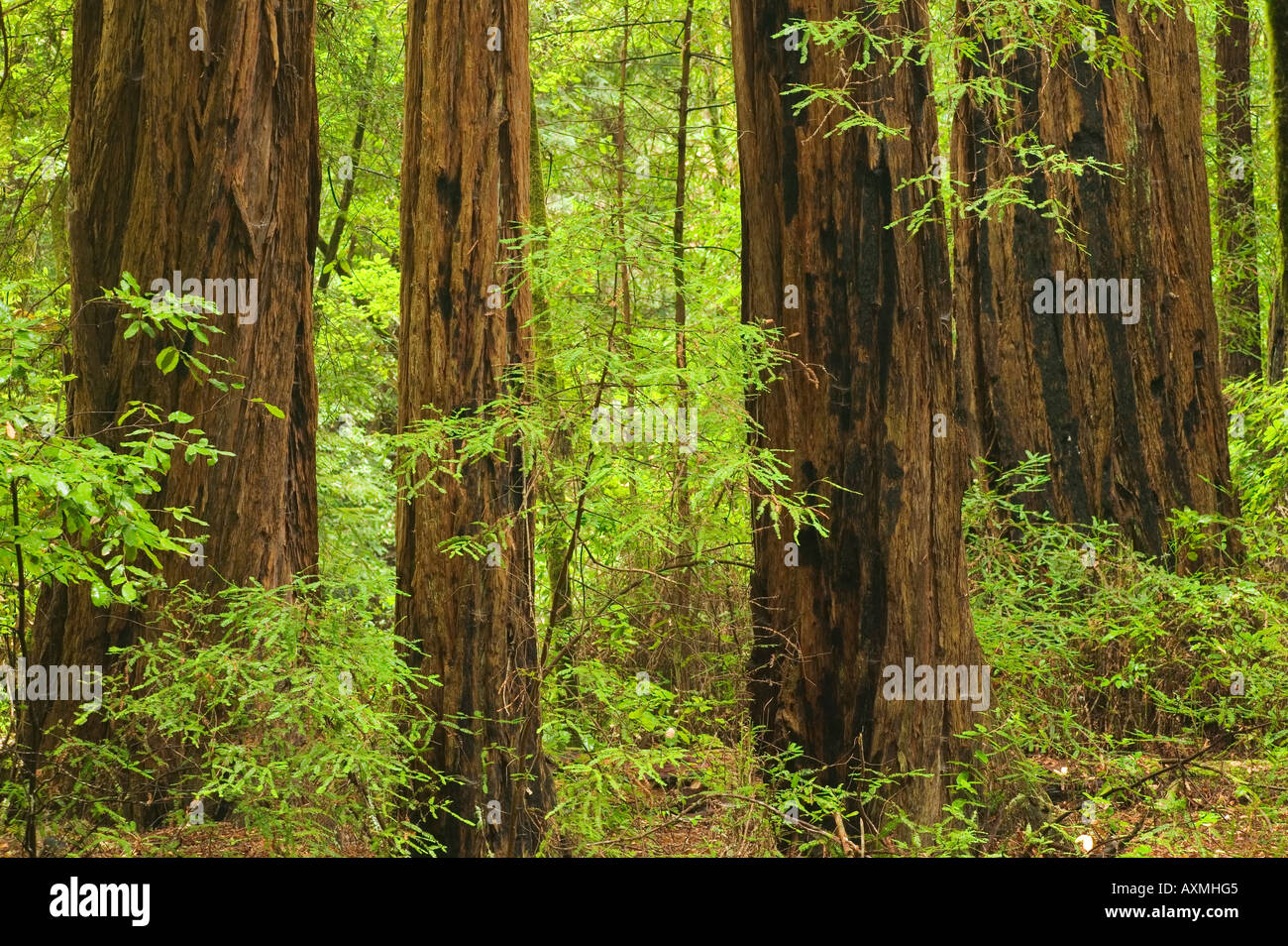 Redwoods in Muir Woods National Park California USA Stock Photo - Alamy