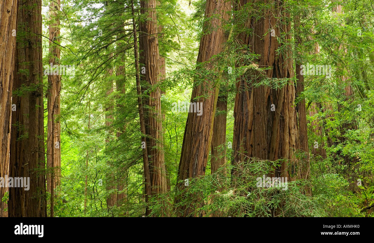 Tall redwood trees in dense hi-res stock photography and images - Alamy