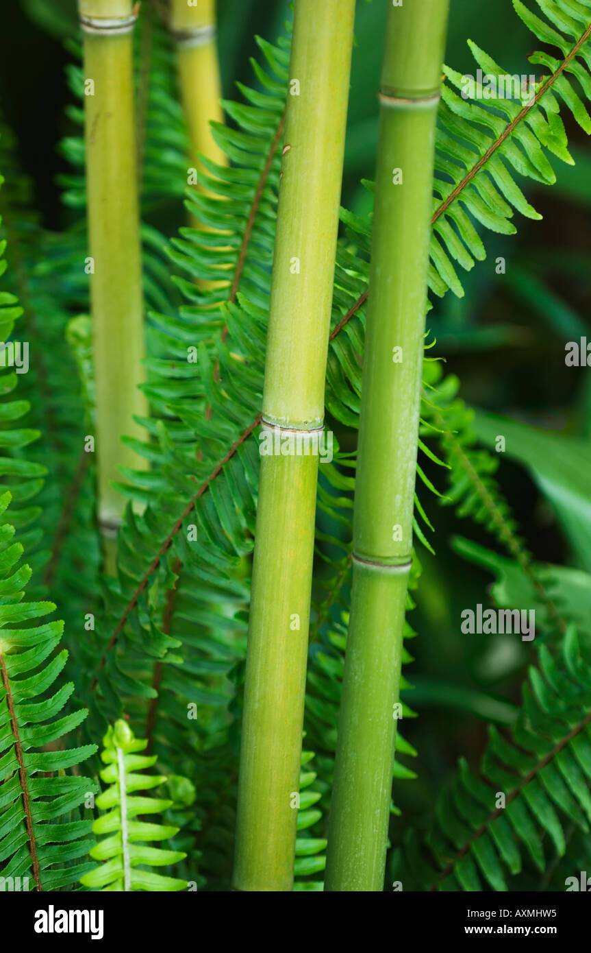 Ferns development hi-res stock photography and images - Alamy
