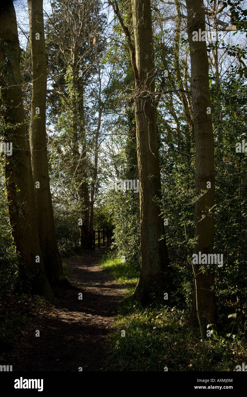 A countryside rural footpath lined with beech trees Buckinghamshire ...