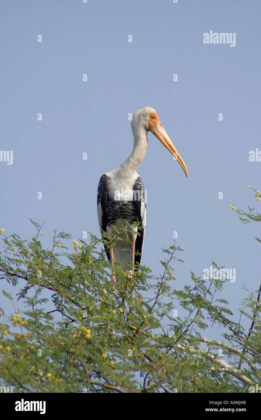 Stork painted hi-res stock photography and images - Alamy