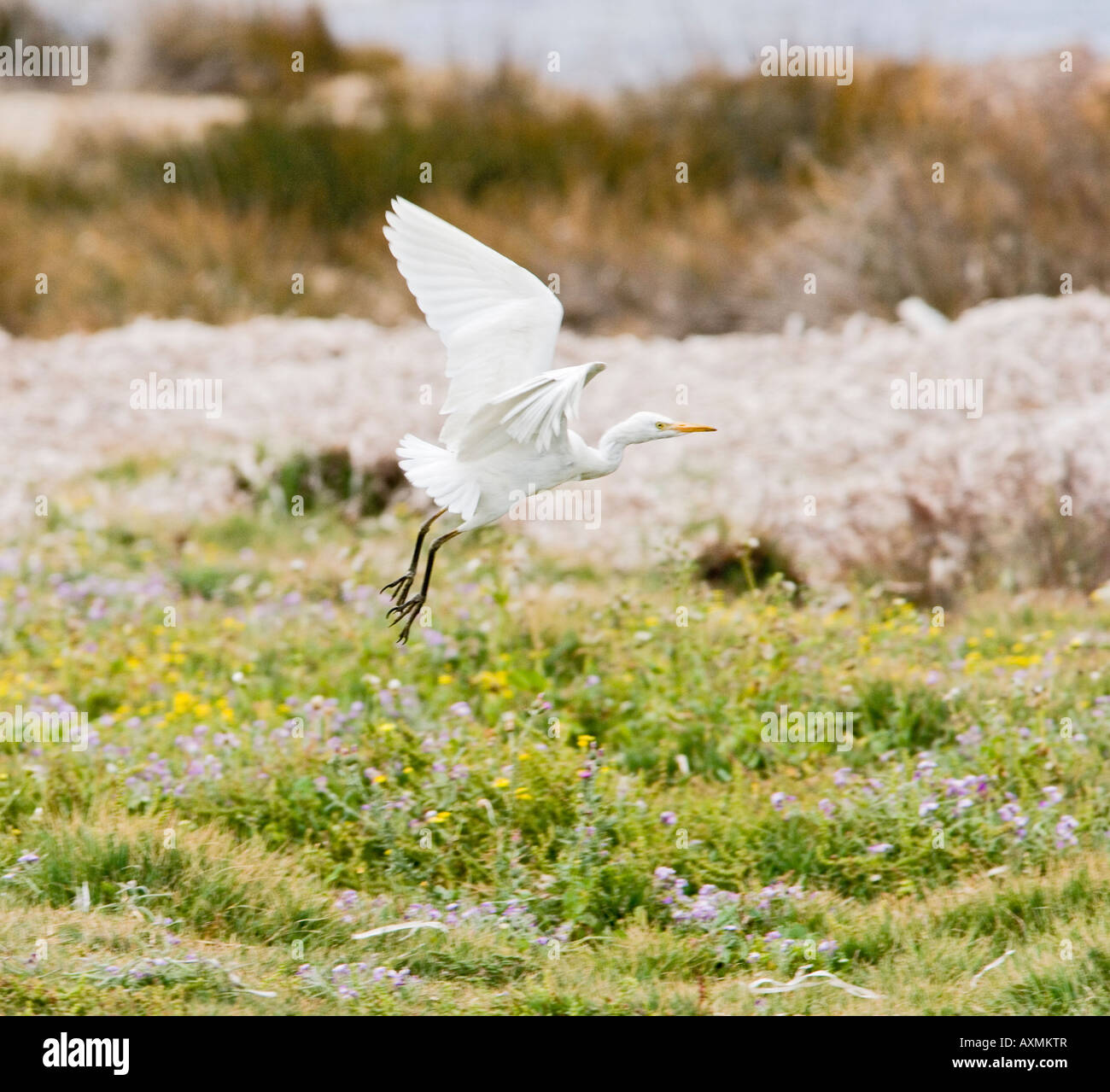 Cattle egret Bubulcus ibis in flight spring migration Cyprus Stock ...