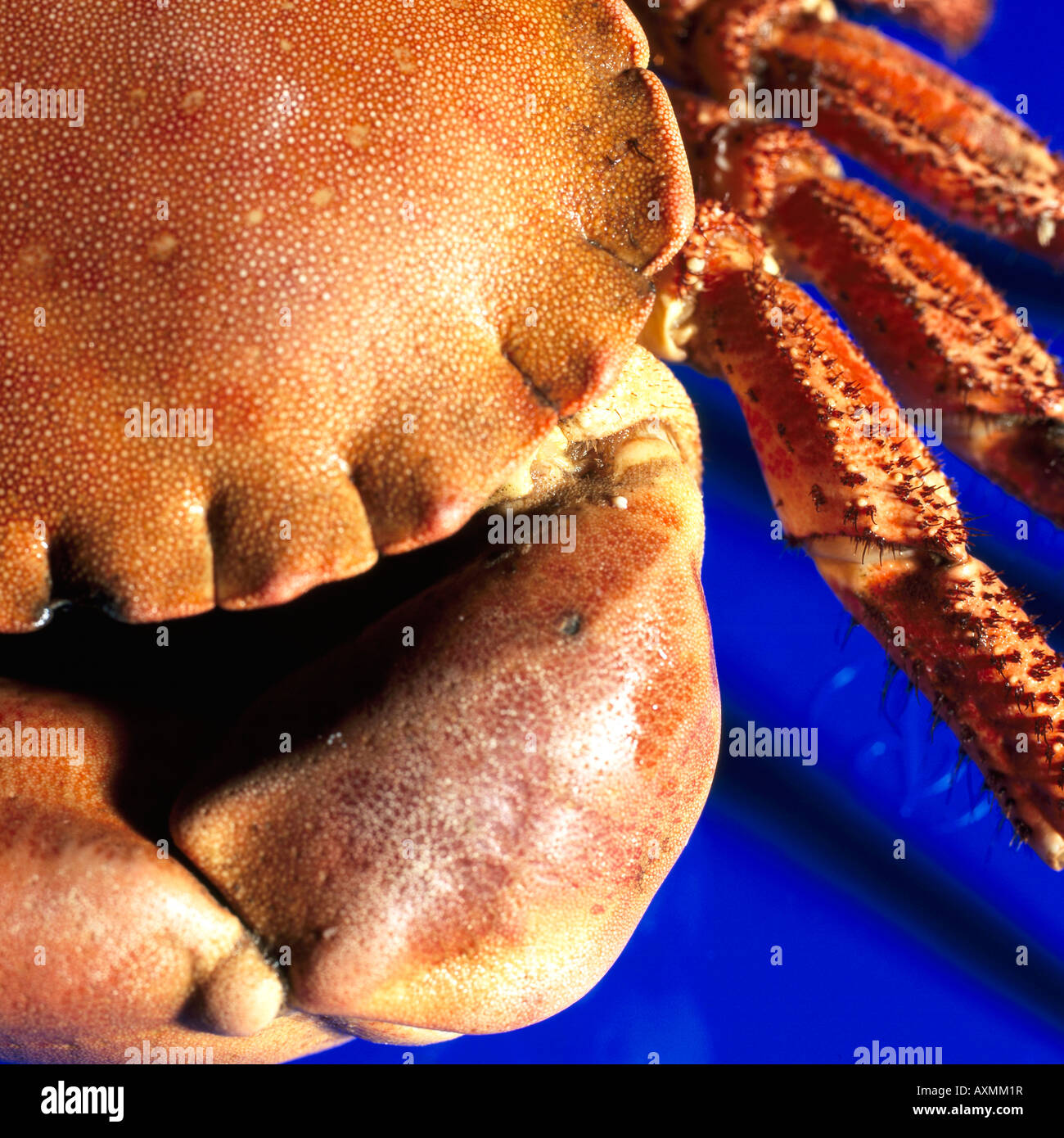 Body Crabs Pictures