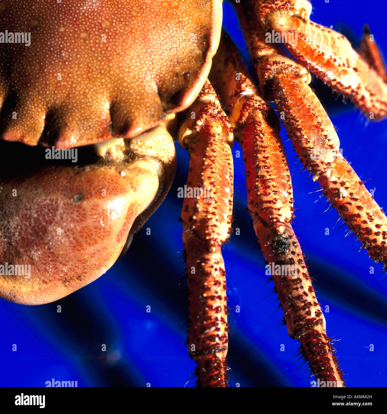 Cromer Crab High Resolution Stock Photography and Images - Alamy