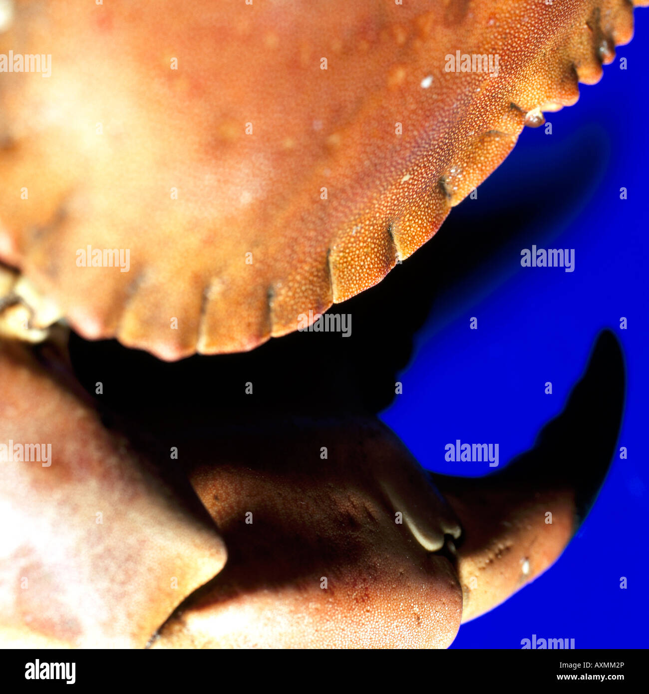 Cromer crab hi-res stock photography and images - Alamy