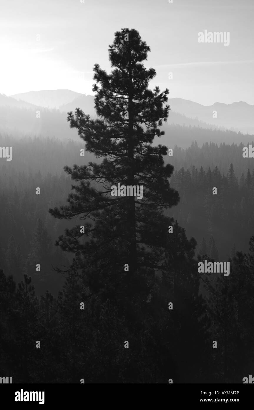 Solitary tree Black and White Stock Photos & Images - Alamy