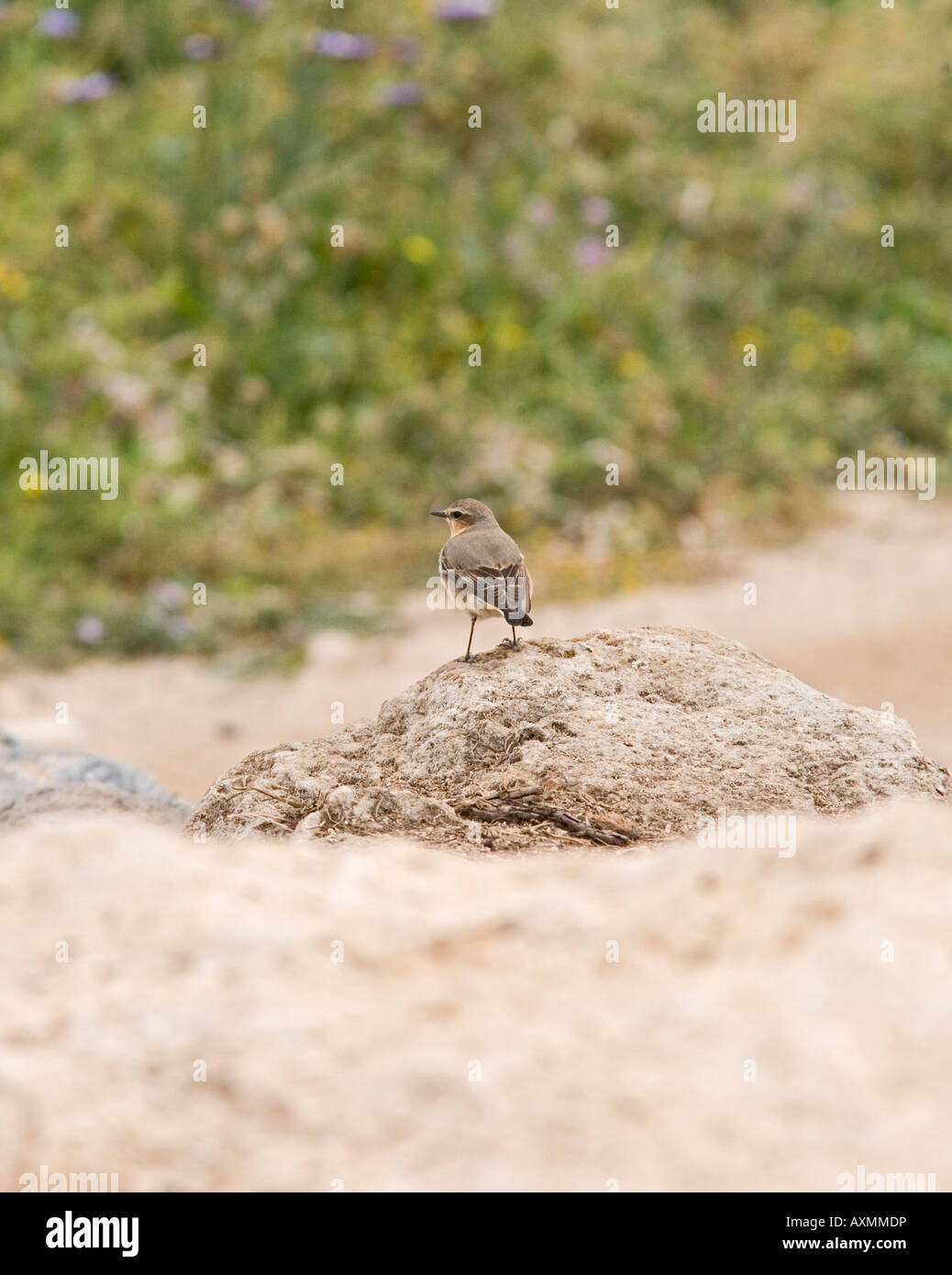 Cyprus wheatear Oenanthe cypriaca on rock Stock Photo - Alamy
