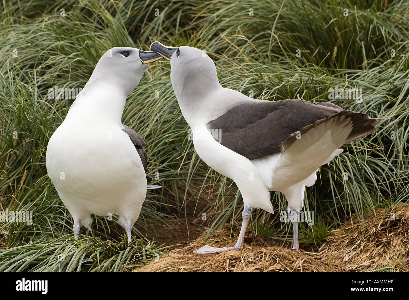 Albatross Mating Dance High Resolution Stock Photography and Images - Alamy