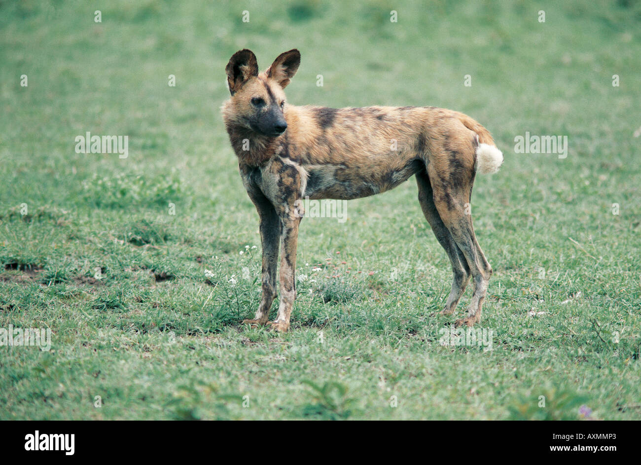 African hunting dog Lycaon pictus standing alert at Serengeti National ...