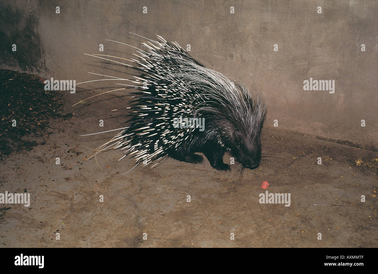 Hystrix hi-res stock photography and images - Alamy