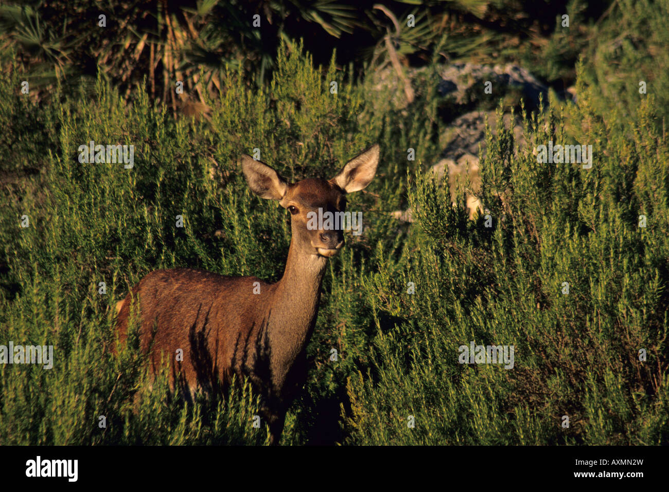 Spanish deer female Stock Photo - Alamy