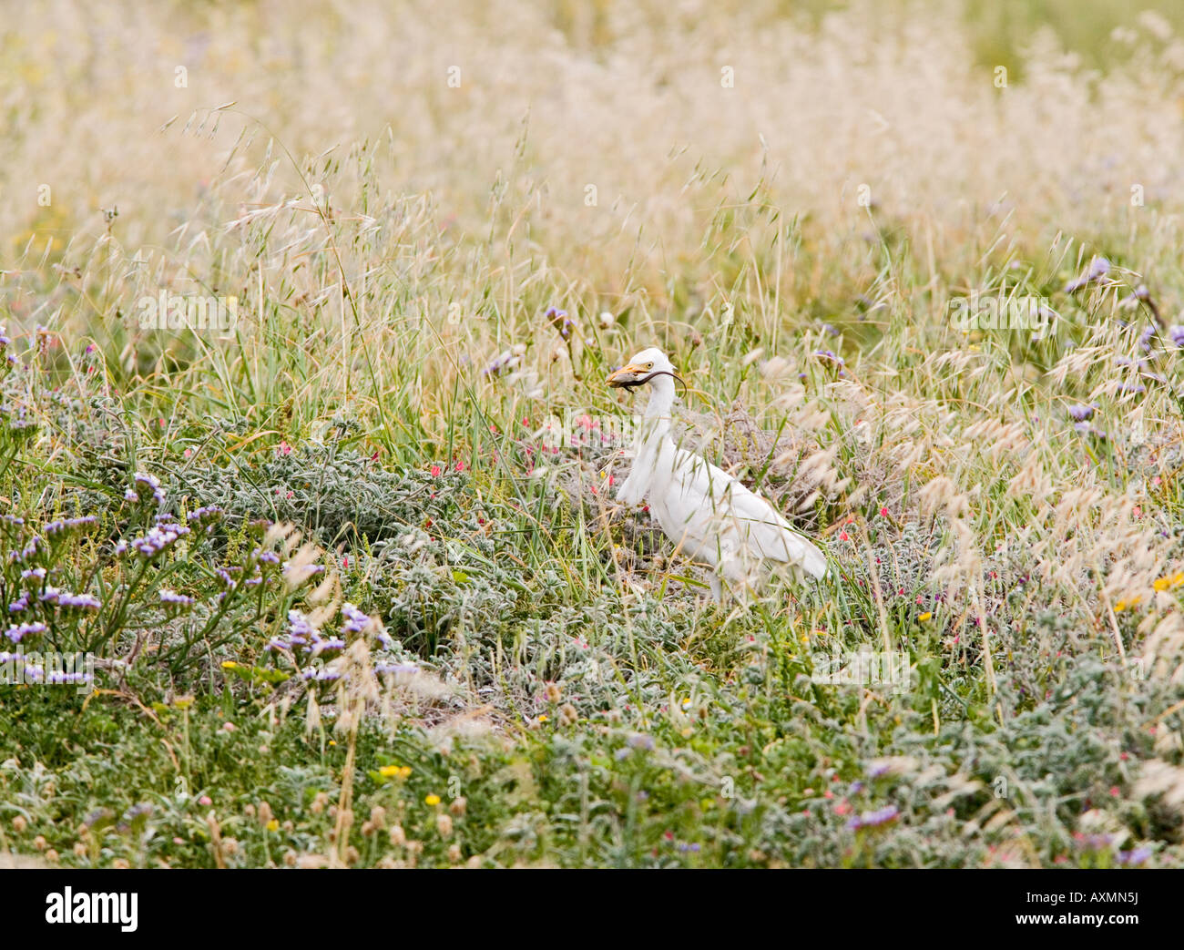 Cattle egret Bubulcus ibis catching lizard spring migration Cyprus ...
