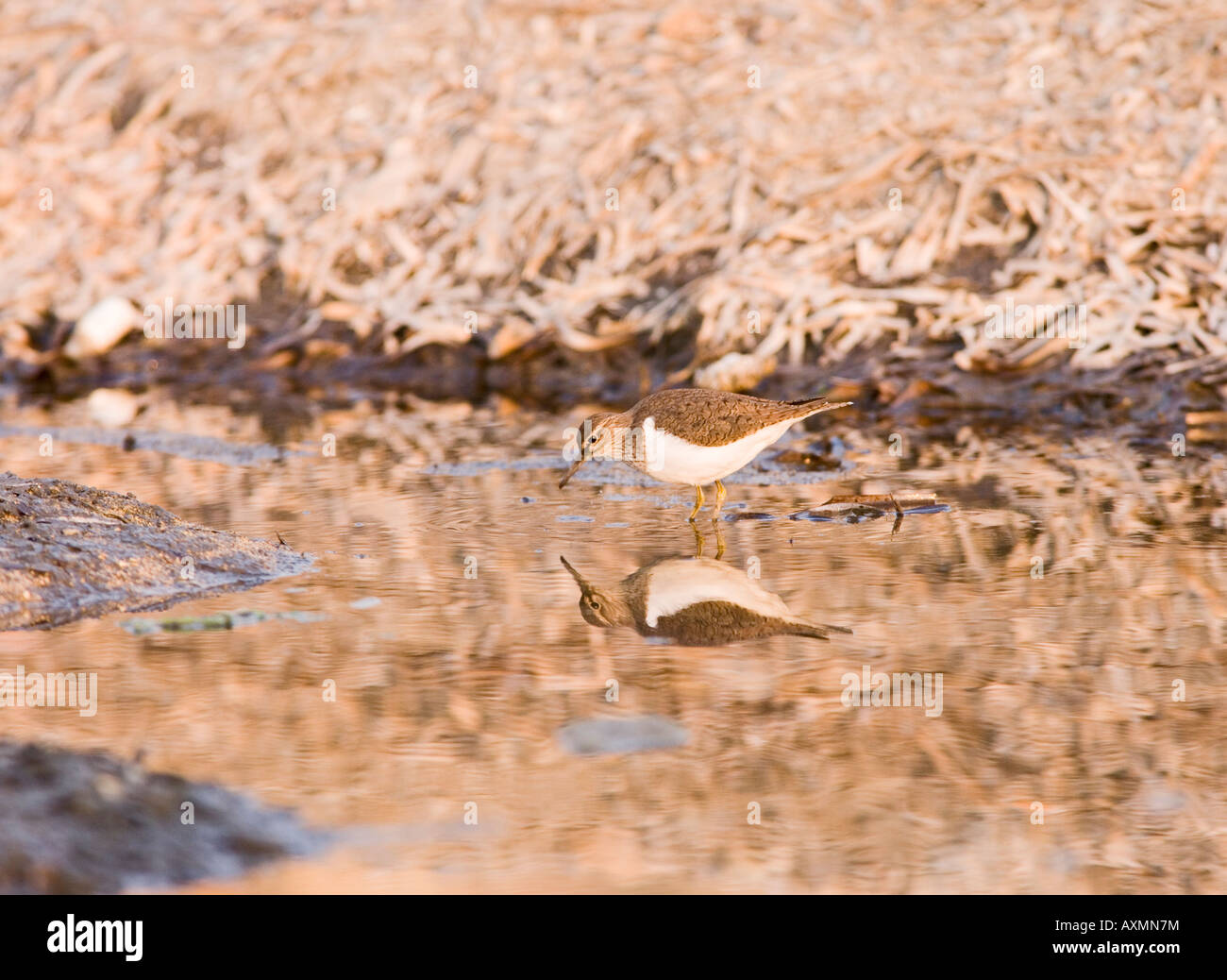 Common sandpiper cyprus hi-res stock photography and images - Alamy