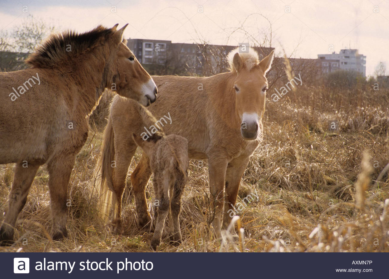 Born In Leipzig High Resolution Stock Photography and Images - Alamy