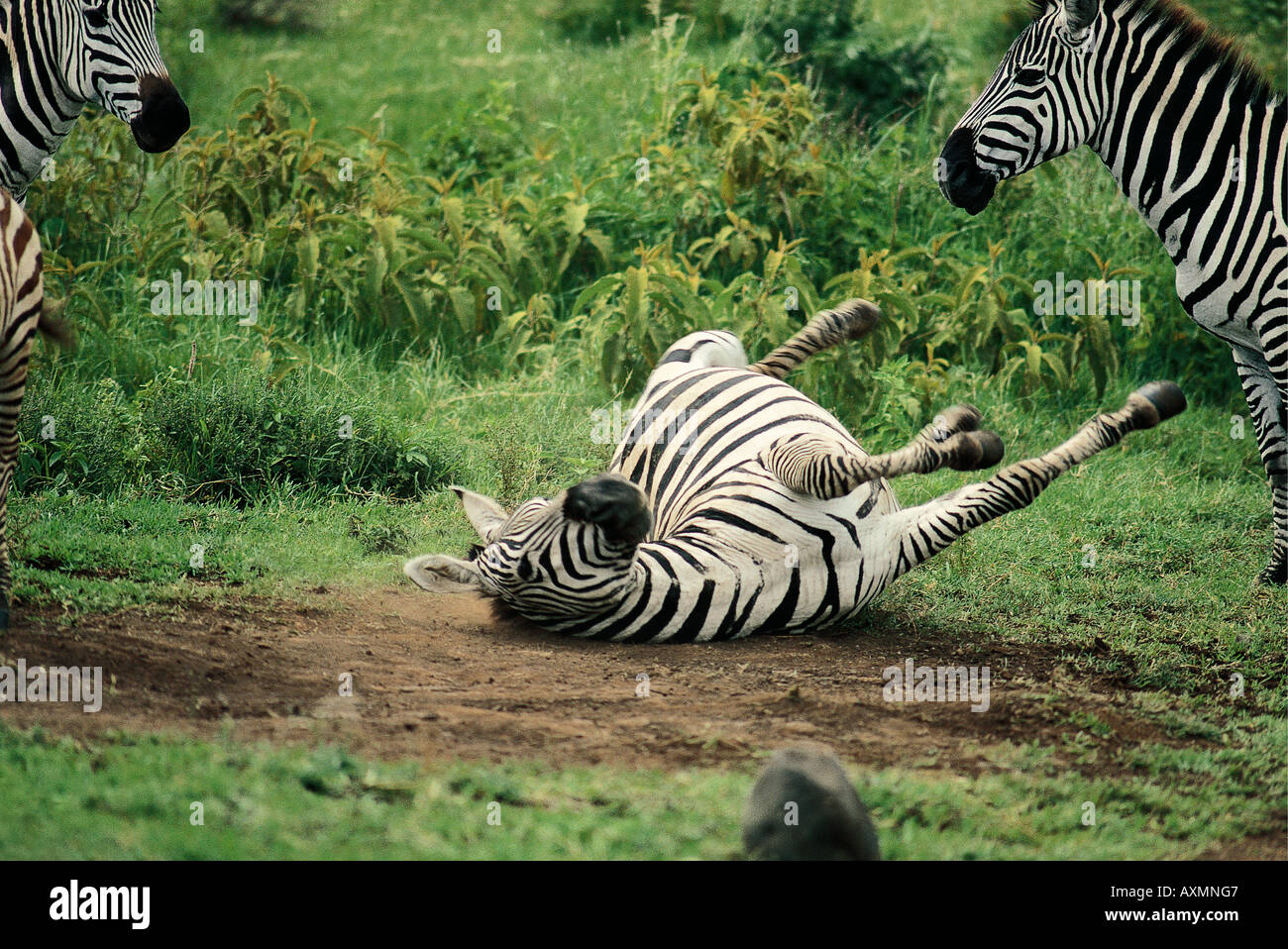 Common Zebra rolling in dirt and others watching him and wait their ...