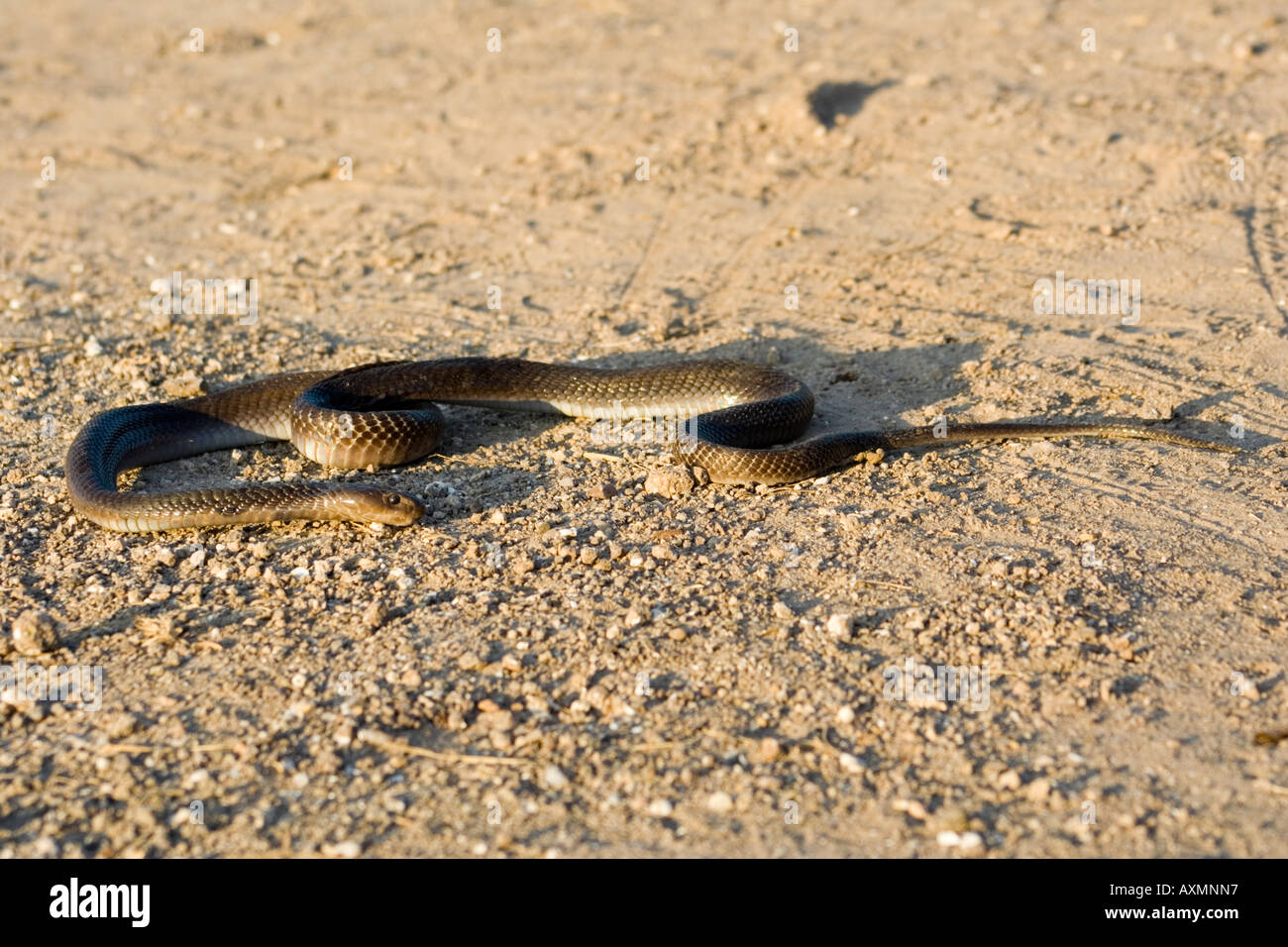 Dead cobra hi-res stock photography and images - Alamy