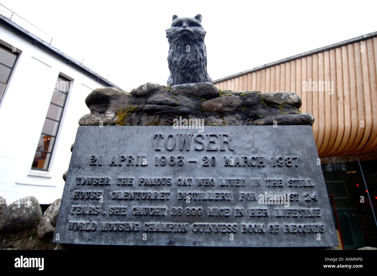 Towser Cat High Resolution Stock Photography and Images - Alamy