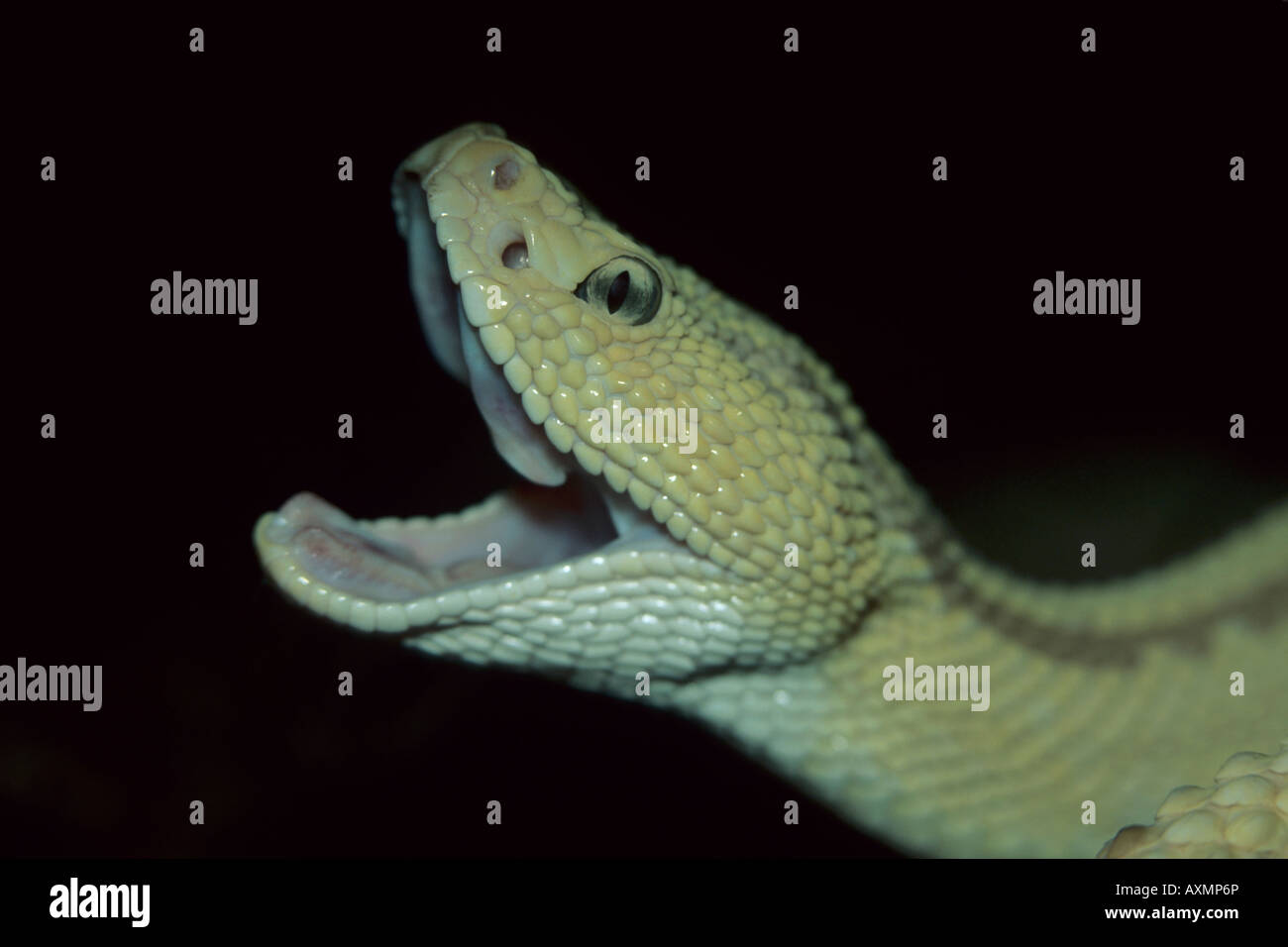 Neotropical rattlesnake (Crotalus durissus) Captive, San Diego Zoo, San ...