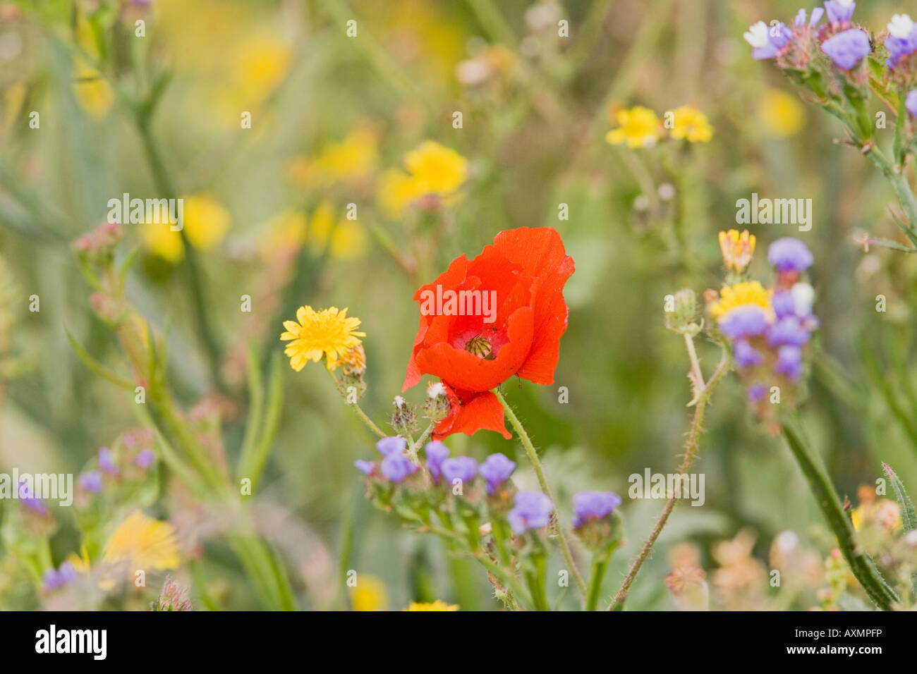 Wild flowers in Cyprus meadow Stock Photo - Alamy