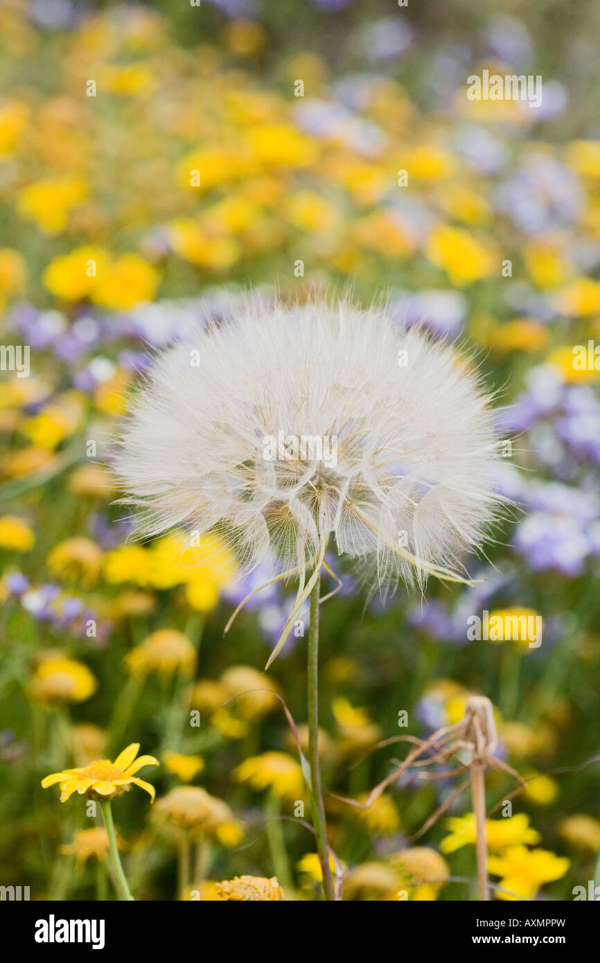 Wild flowers in Cyprus meadow goats beard Stock Photo - Alamy