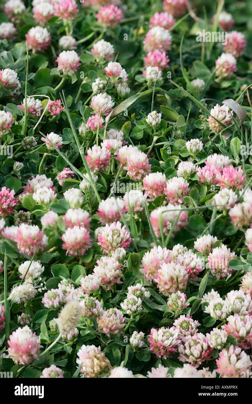 Patch of clover hi-res stock photography and images - Alamy