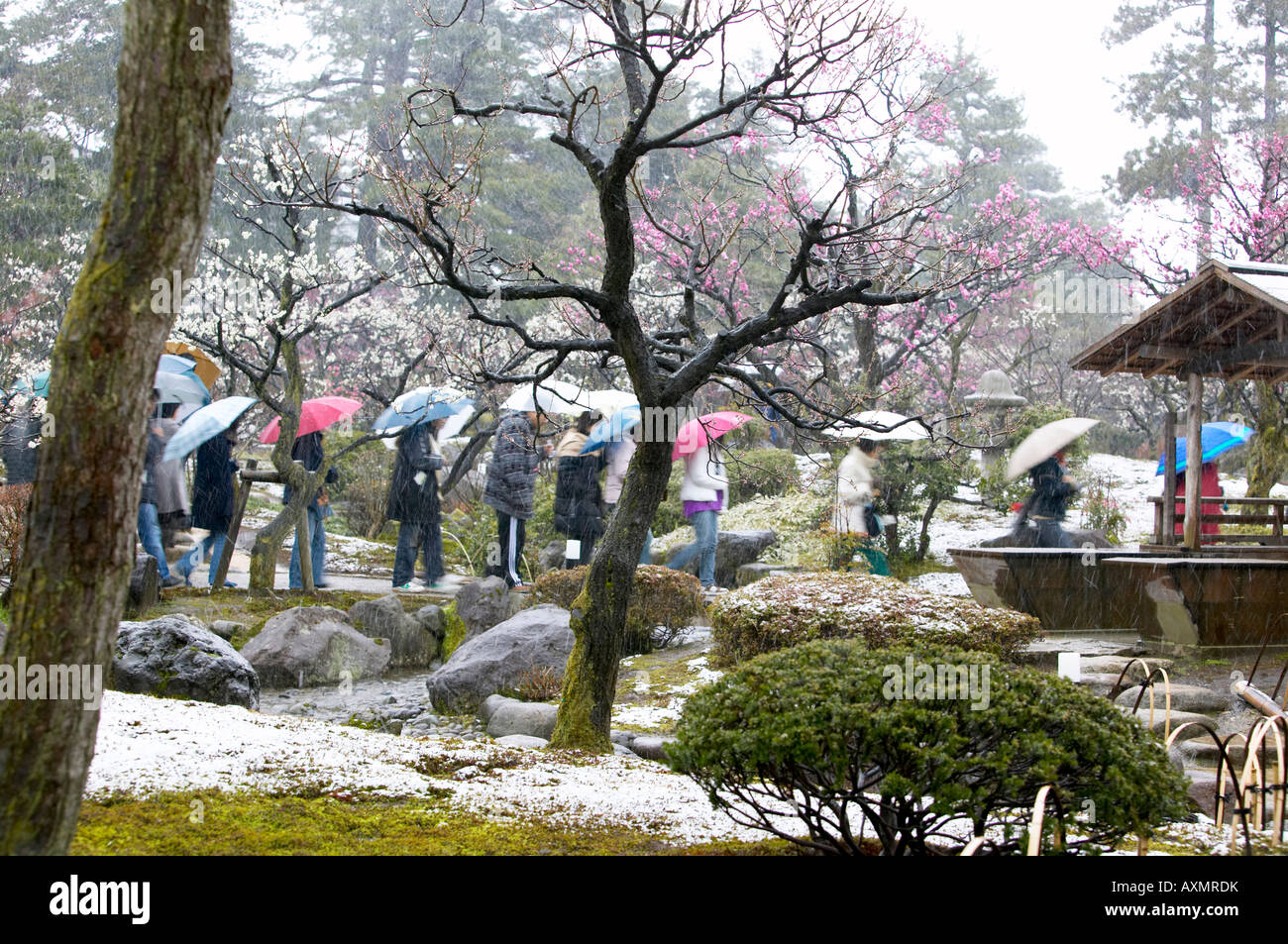 SPRING SNOWFALL AT KENROKUEN GARDENS, KANAZAWA, JAPAN. WIDELY ...