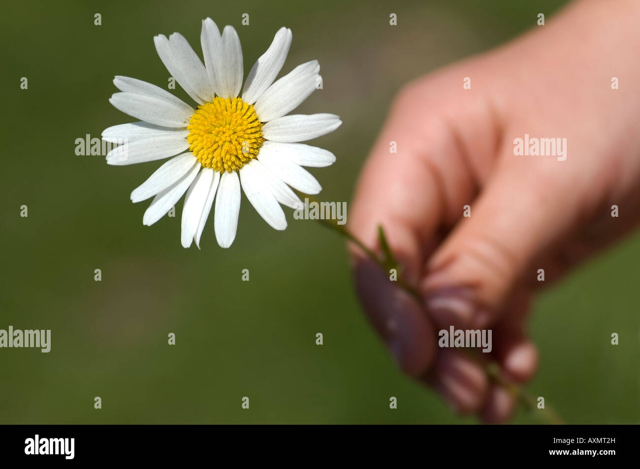 Kid s hand holding a daisy for you Stock Photo - Alamy