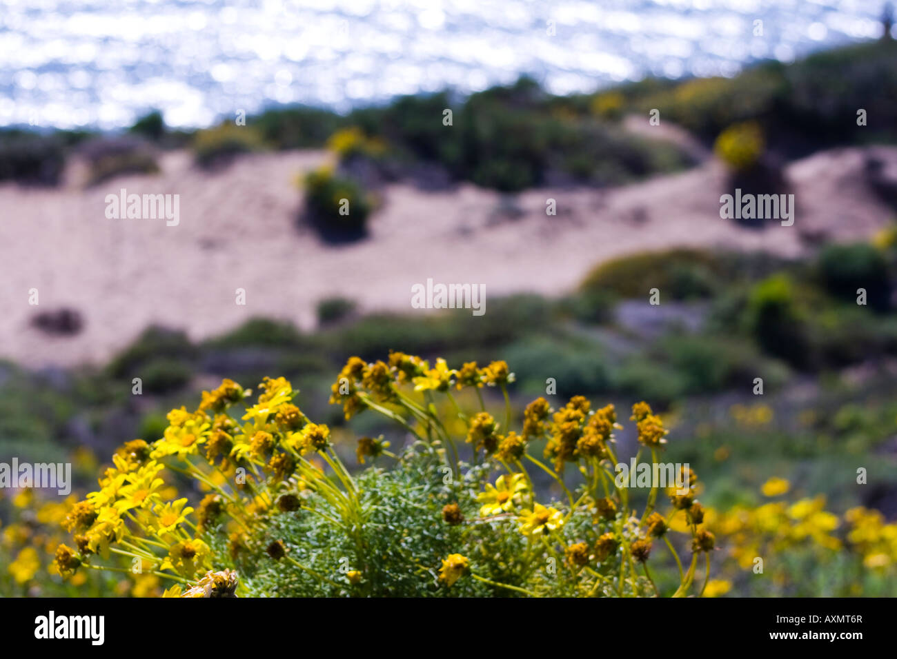 Wildflowers blooming on the side of a cliff in Malibu, CA Stock Photo ...